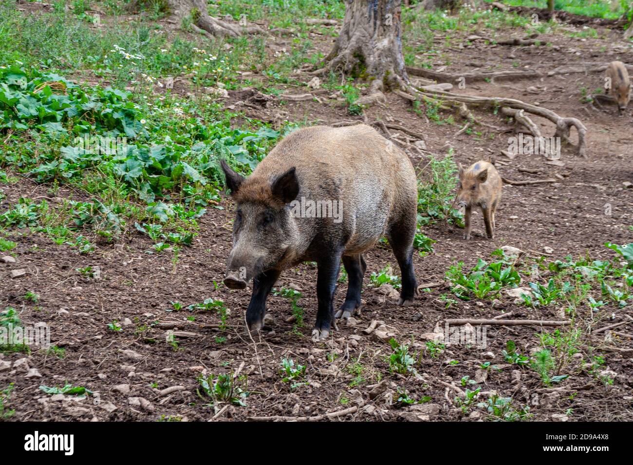 Hungarian Mangalica pigs in a pig farm Stock Photo - Alamy