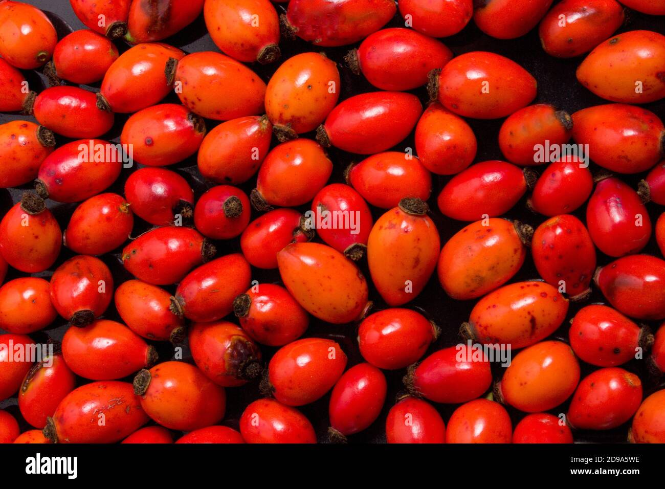 Freshly picked rose hips. Full frame shot of rose hip or rosehip ...