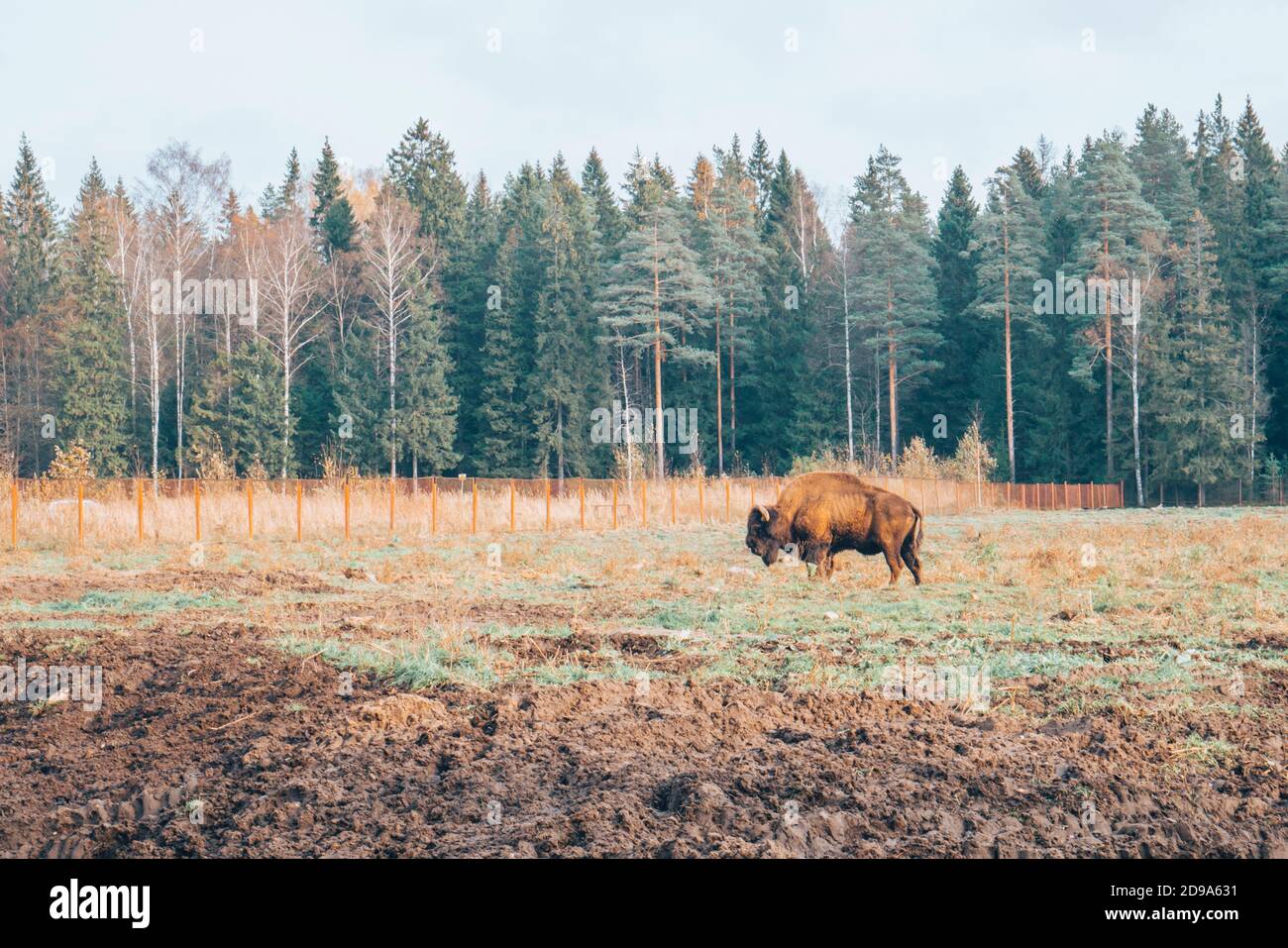 Bison in full growth in its habitat Stock Photo - Alamy