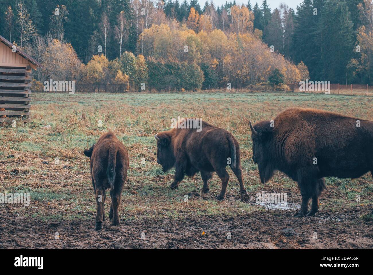 Family of herbivorous bison in their habitat Stock Photo - Alamy