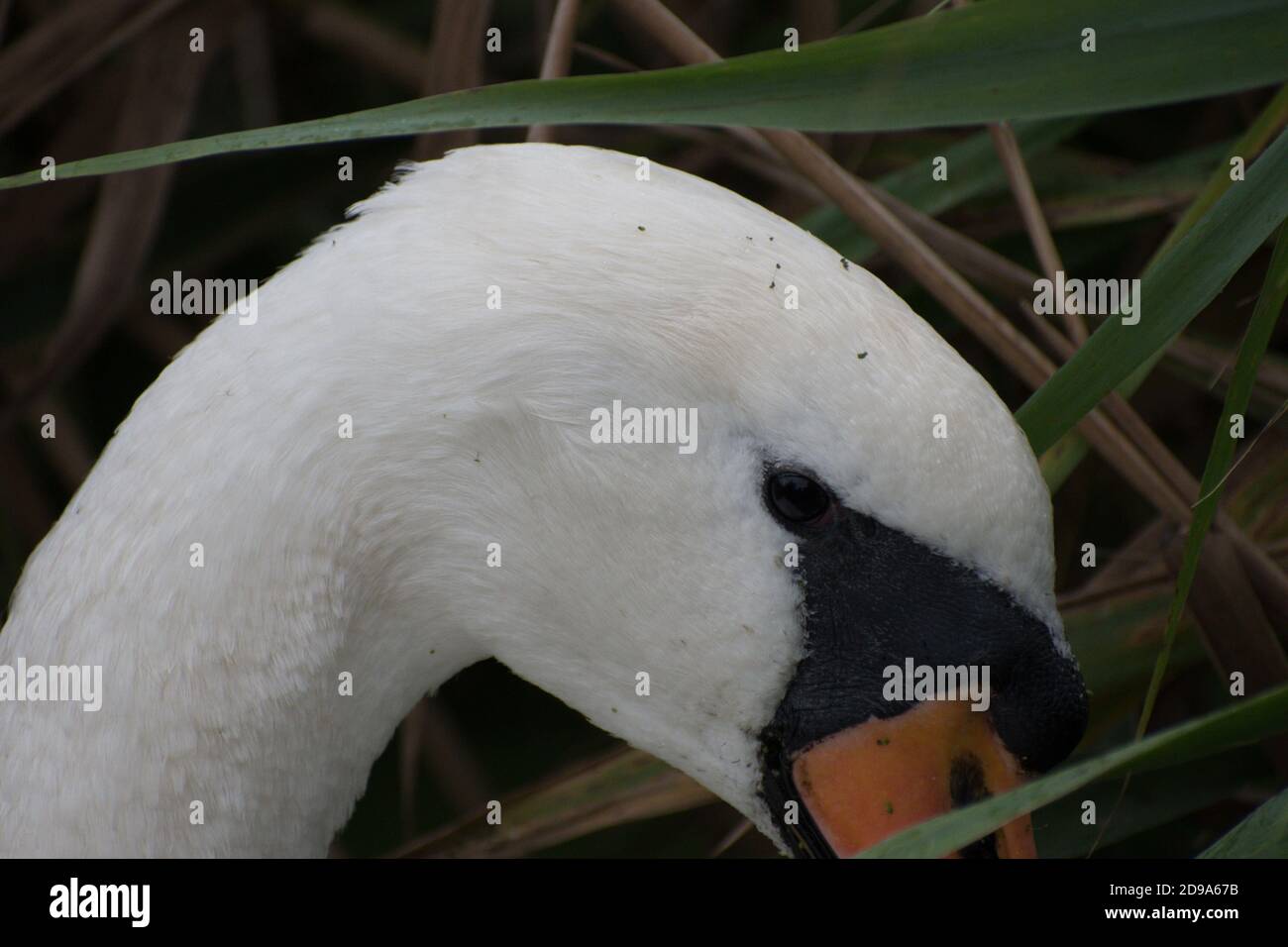 Swan protrait with green reeds Stock Photo - Alamy