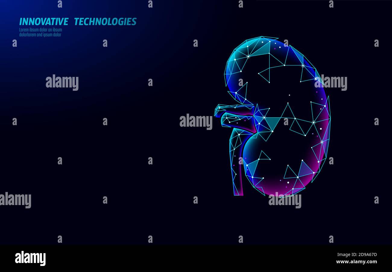 Healthy kidney internal organ 3d low poly geometric model. Urology ...