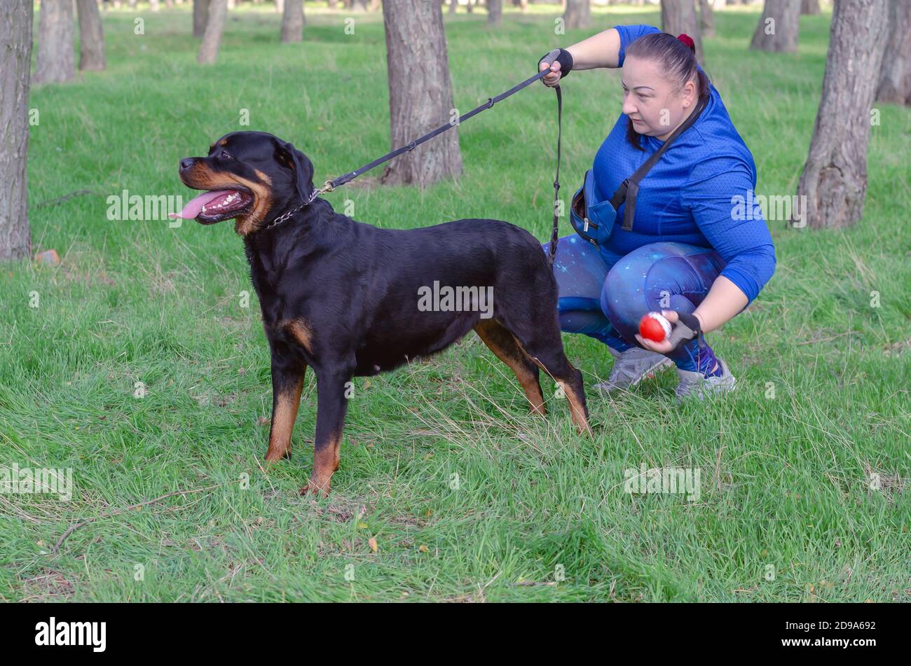 Part 4 of 5. Exterior stance training for Rottweiler dog. Adult woman ...