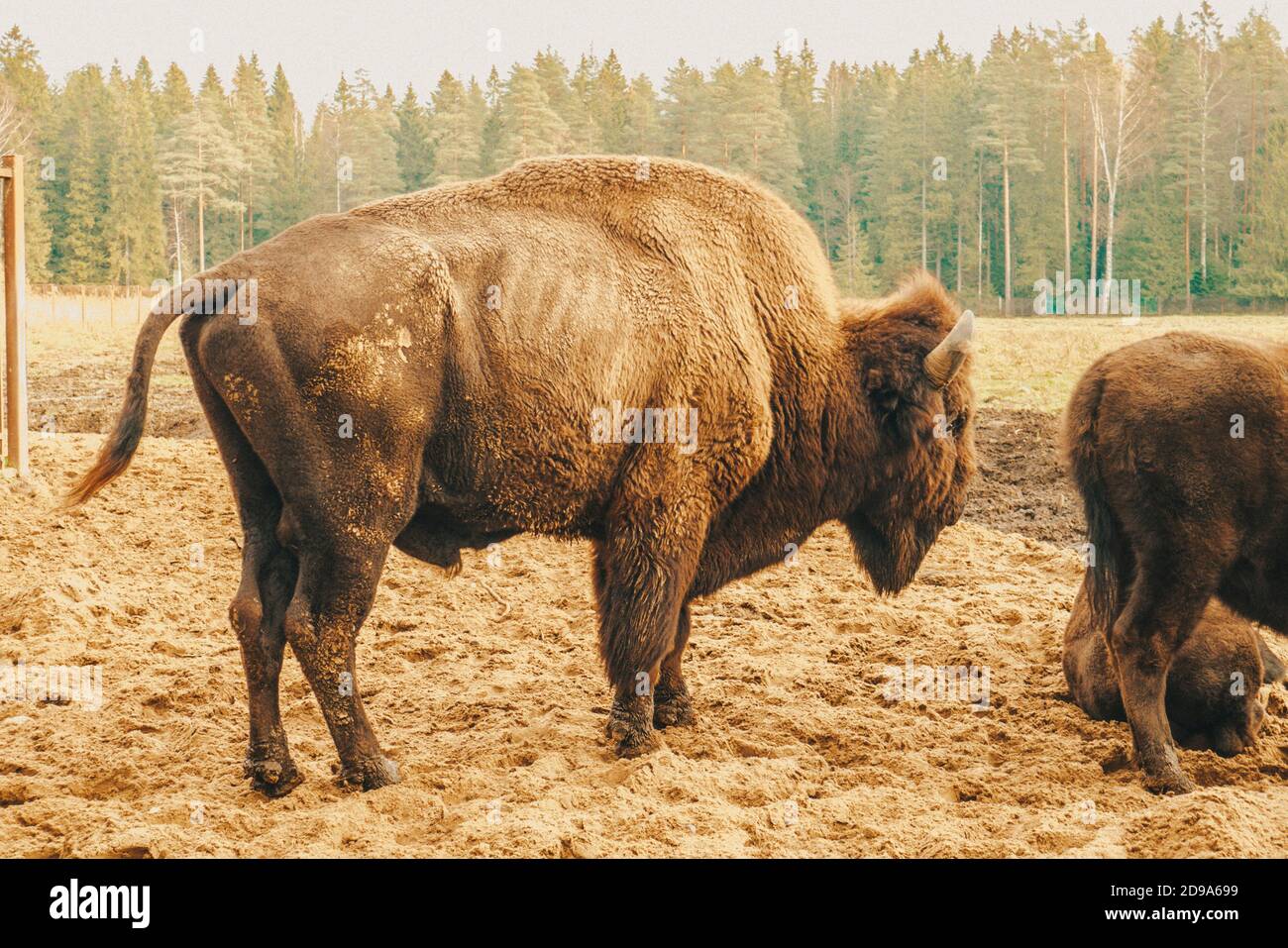 Bison in full growth in its habitat Stock Photo - Alamy