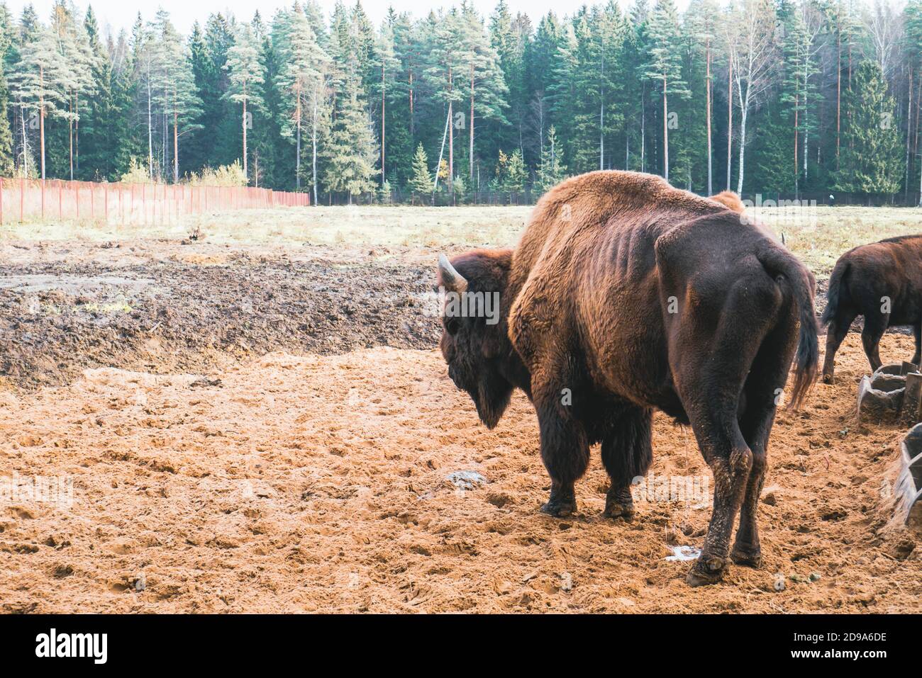 Bison in full growth in its habitat Stock Photo - Alamy