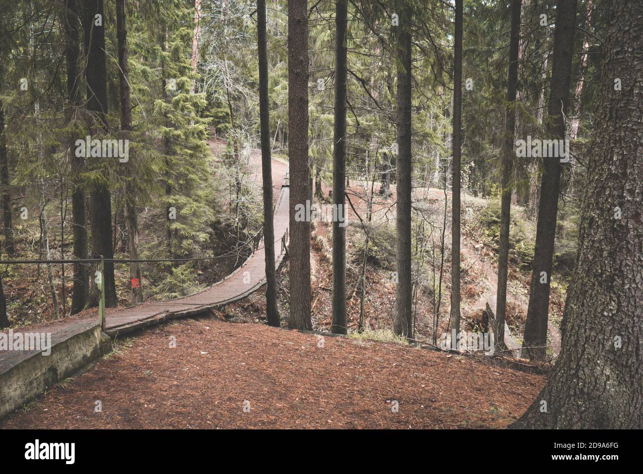 Forest rope bridge hike hi-res stock photography and images - Alamy