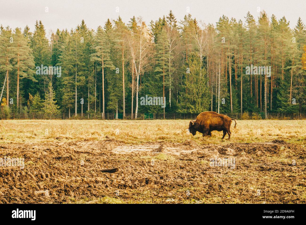Bison in full growth in its habitat Stock Photo - Alamy
