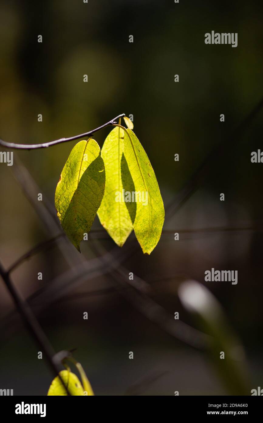 Yellow autumn leaves iluminated by sunlight on dark backround. Magic of ...