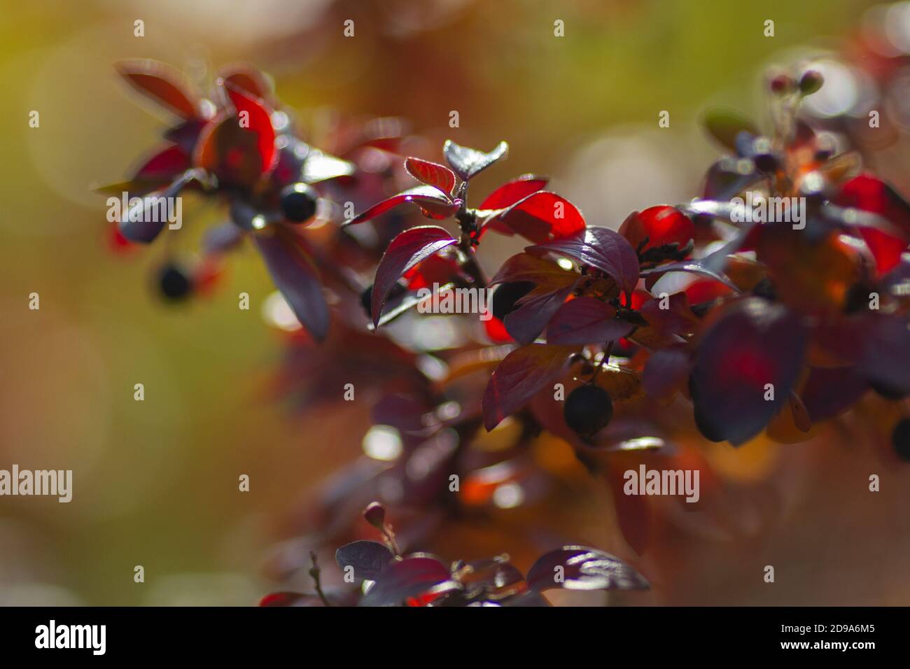 Berries red leaves yellow cotoneaster hi-res stock photography and ...