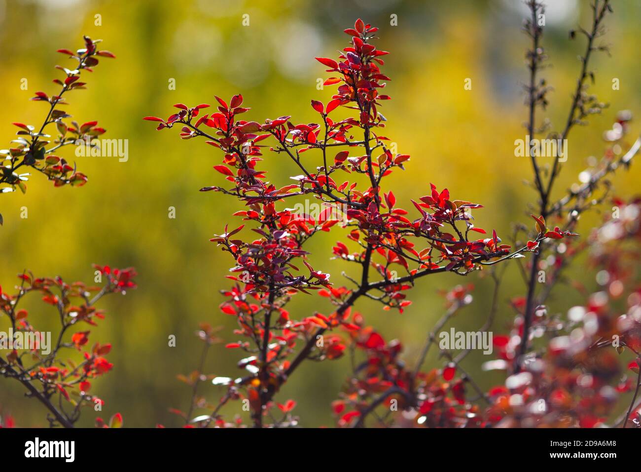 Berries red leaves yellow cotoneaster hi-res stock photography and ...