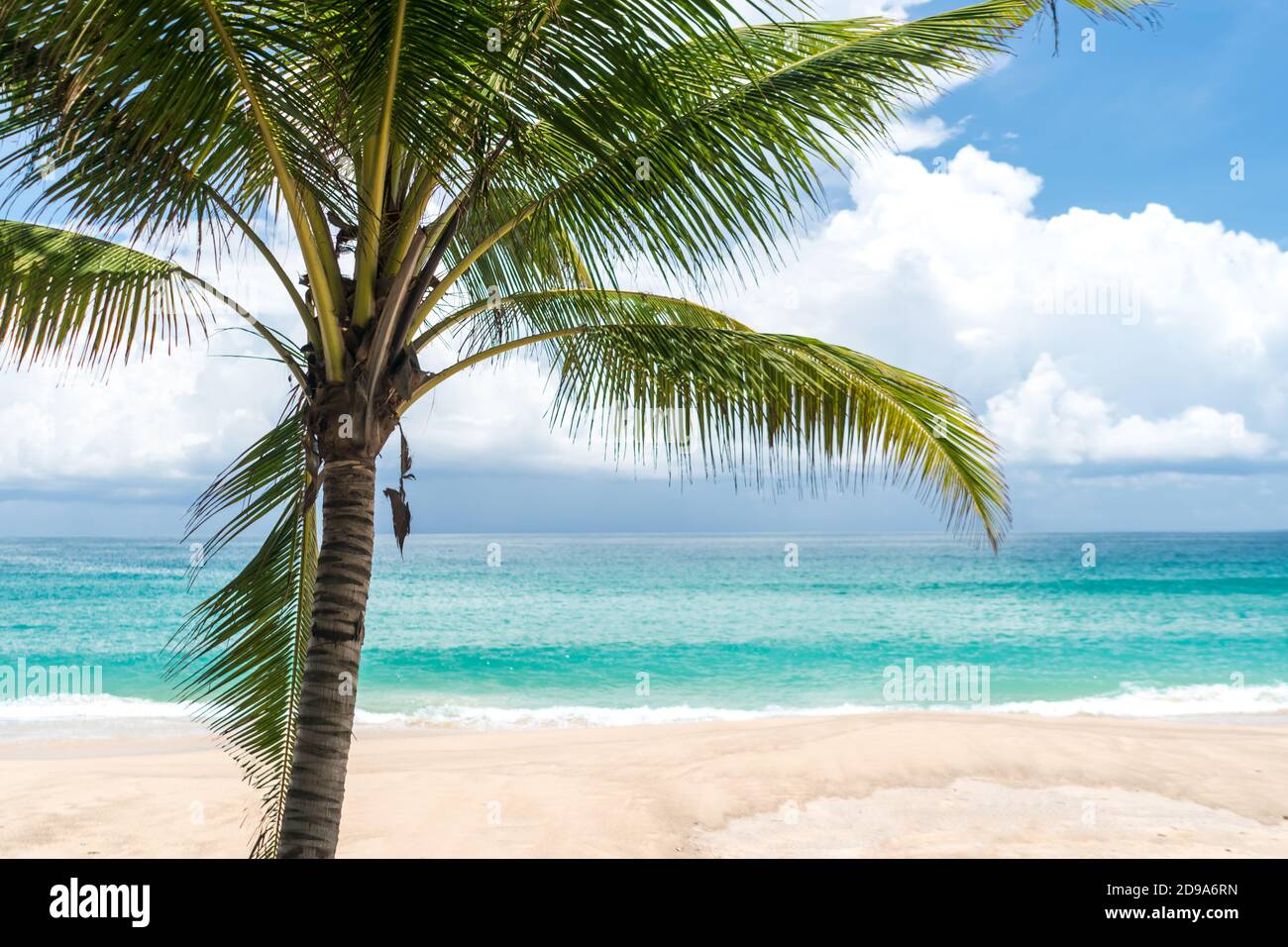 Tropical coconut tree at beach and white sand in summer season with sun ...