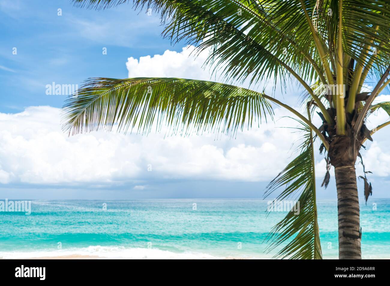 Tropical coconut tree at beach and white sand in summer season with sun ...