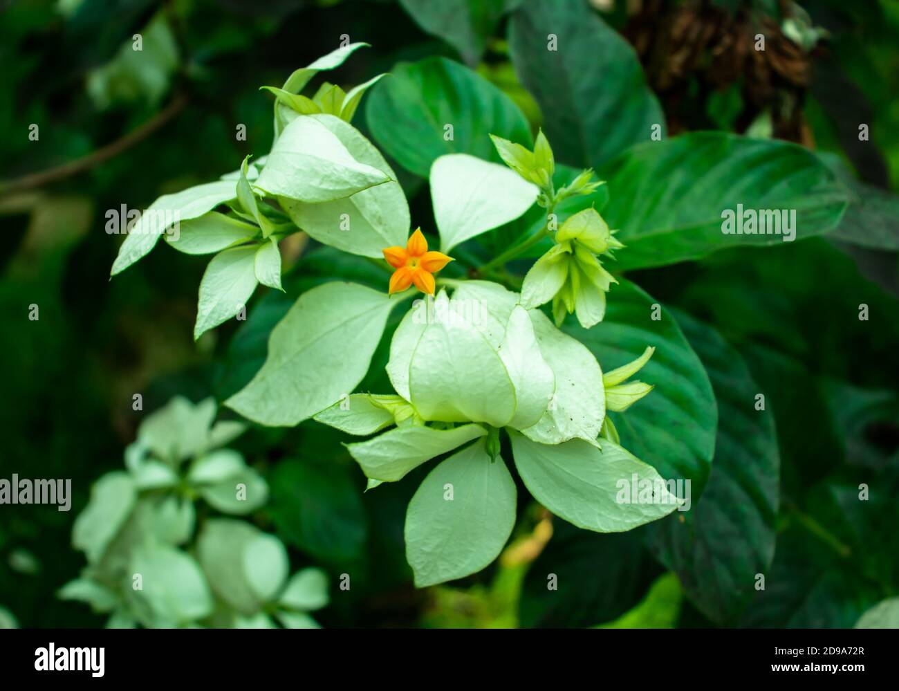 Lily family liliaceae hi-res stock photography and images - Alamy