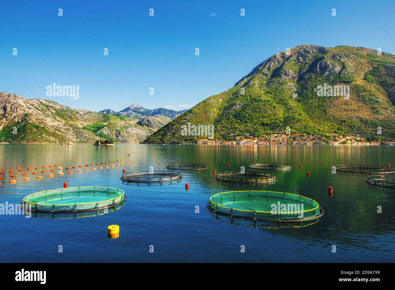 Mussel farms in Stoliv, Kotor Bay, Montenegro Stock Photo - Alamy