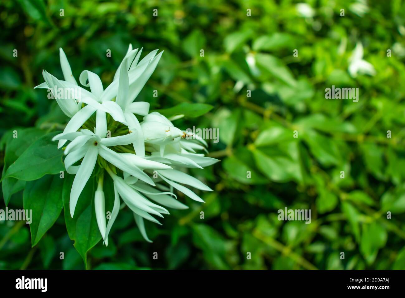 Woman jasmine flower hi-res stock photography and images - Alamy