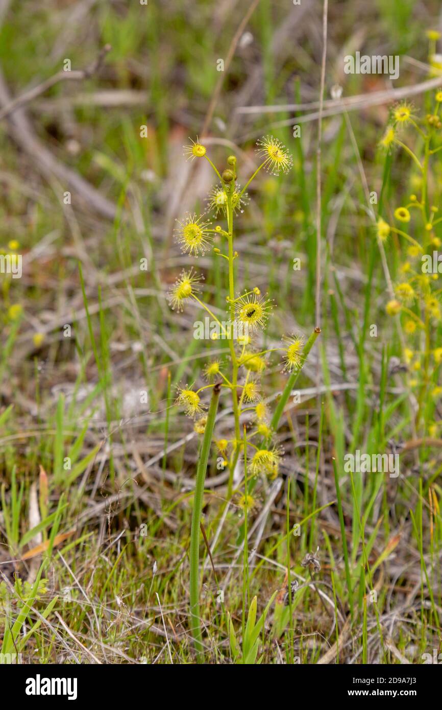 The green upright Drosera stricticaulis on Top of Wave Rock, Hyden ...