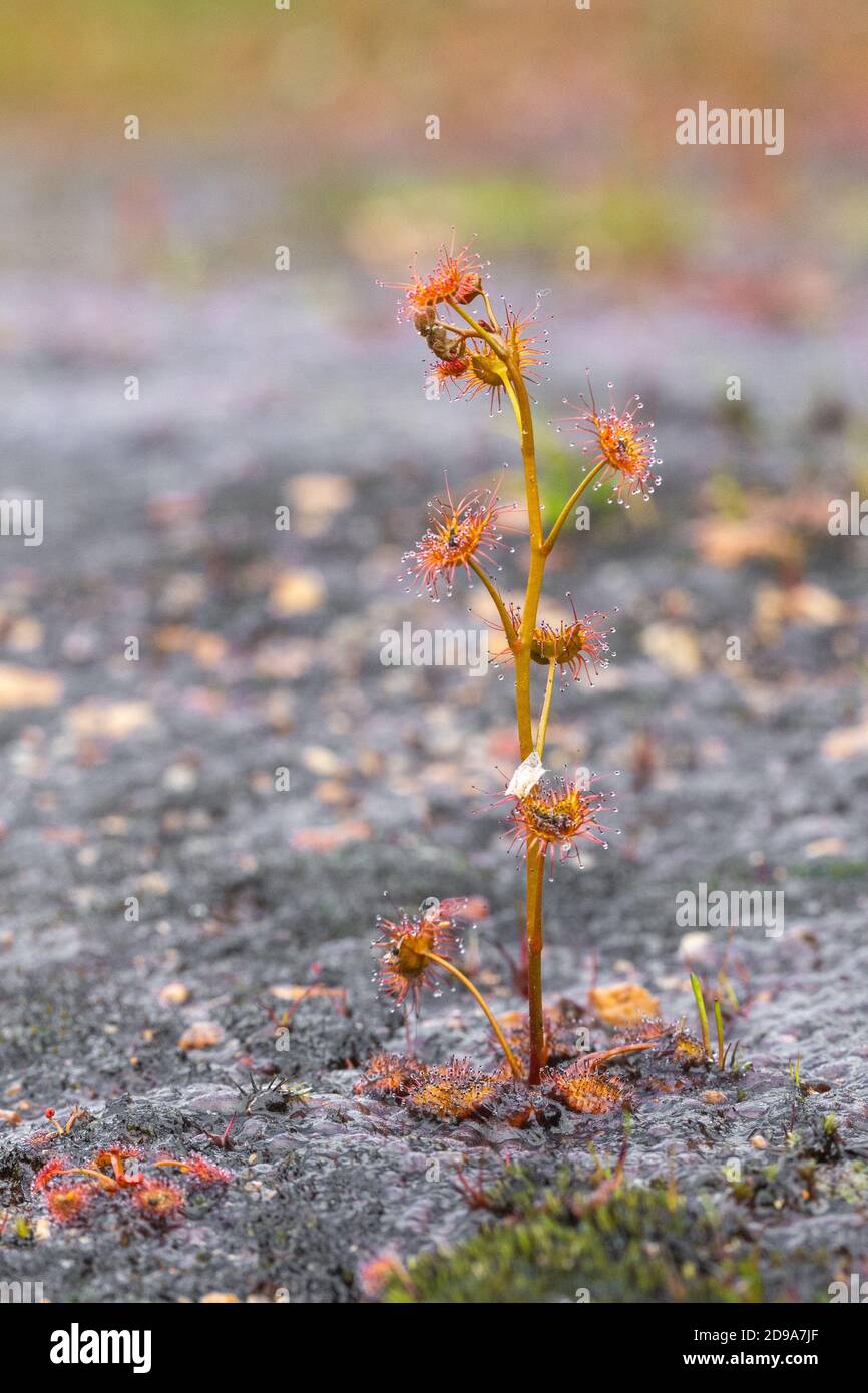 Yilgarnensis hi-res stock photography and images - Alamy