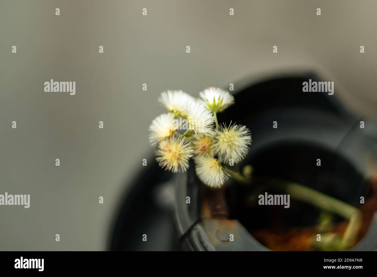 So many fur or hair types flowers or petals on the plastic Stock Photo ...
