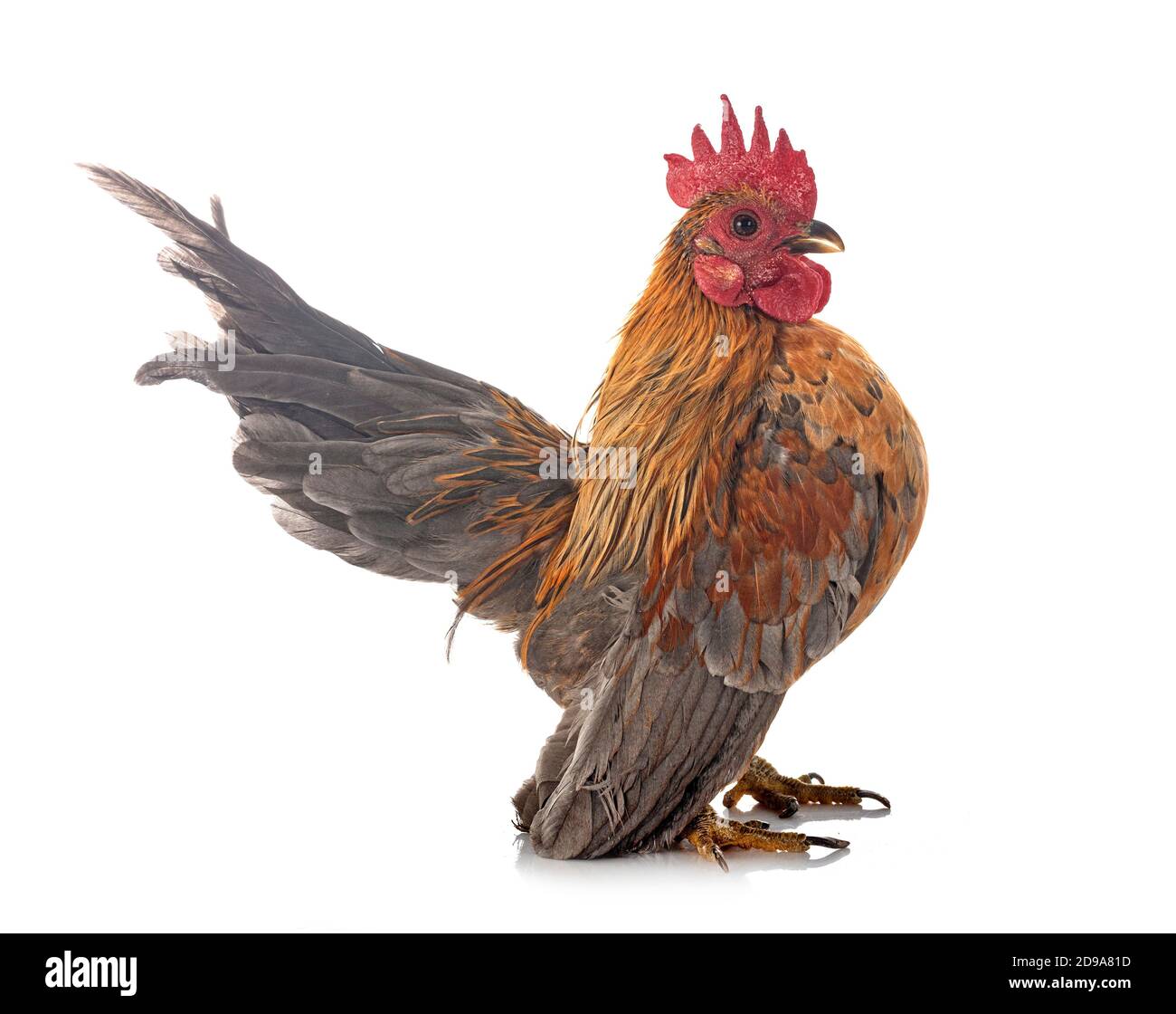 malaysian serama in front of white background Stock Photo - Alamy