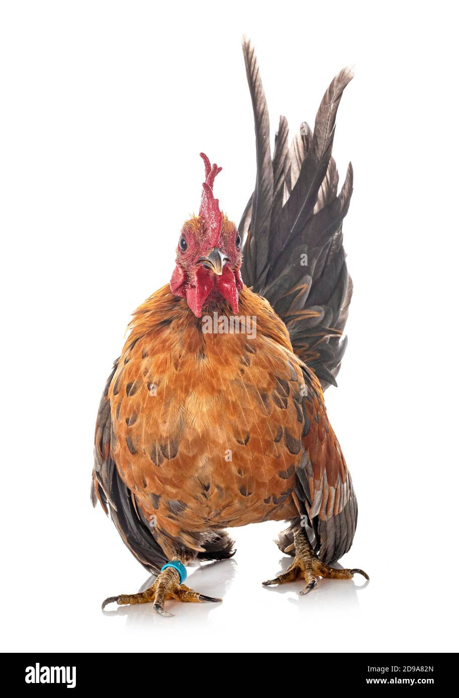 malaysian serama in front of white background Stock Photo - Alamy