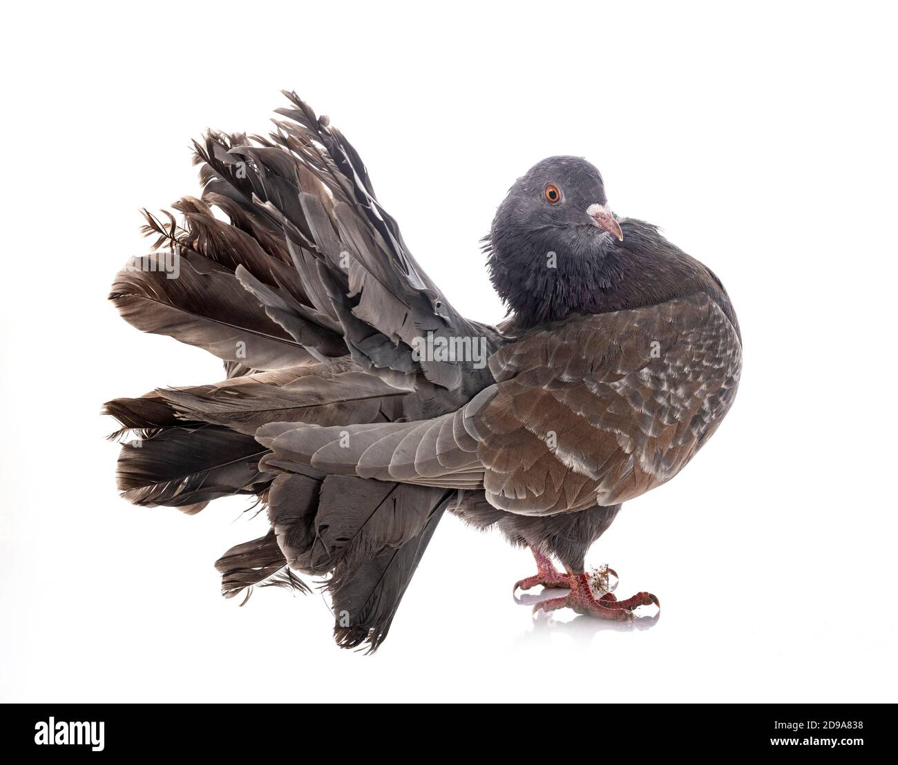 English fantail pigeon hi-res stock photography and images - Alamy
