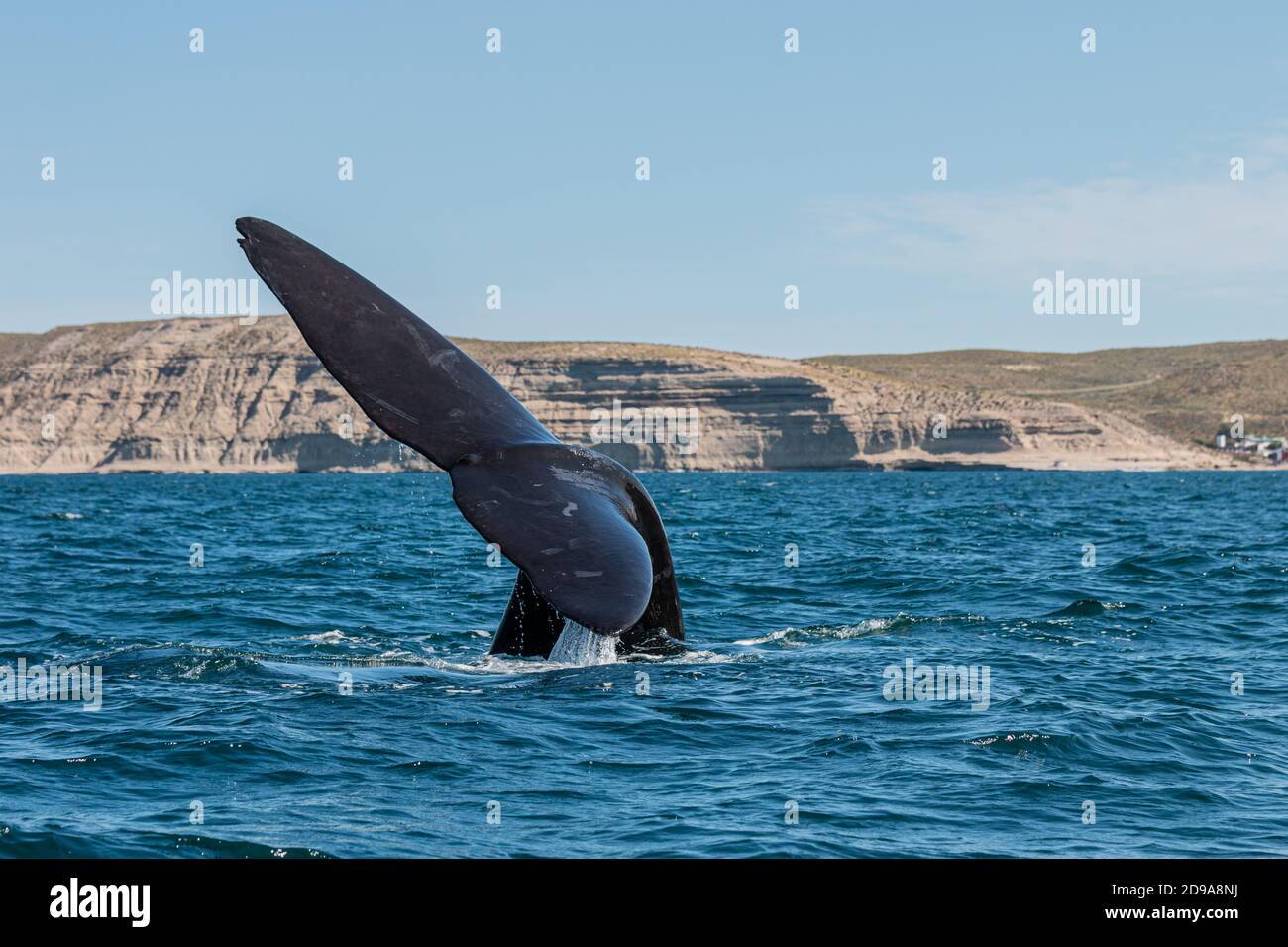 Closeup shot of a tail of a Humpback whale splashing in the ocean Stock ...