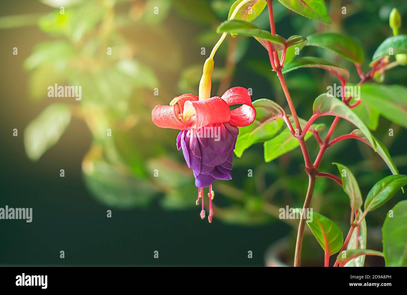 Beautiful flowering fuchsia plant in the sun. Pink and purple flowers ...