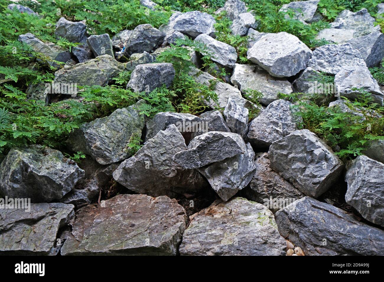 Close up green plant and big granite rock Stock Photo - Alamy