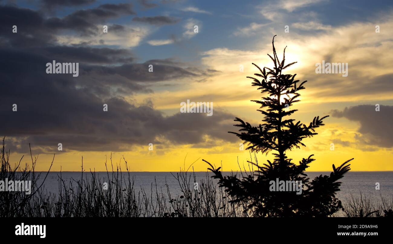 Fir tree landscape sea hi-res stock photography and images - Alamy
