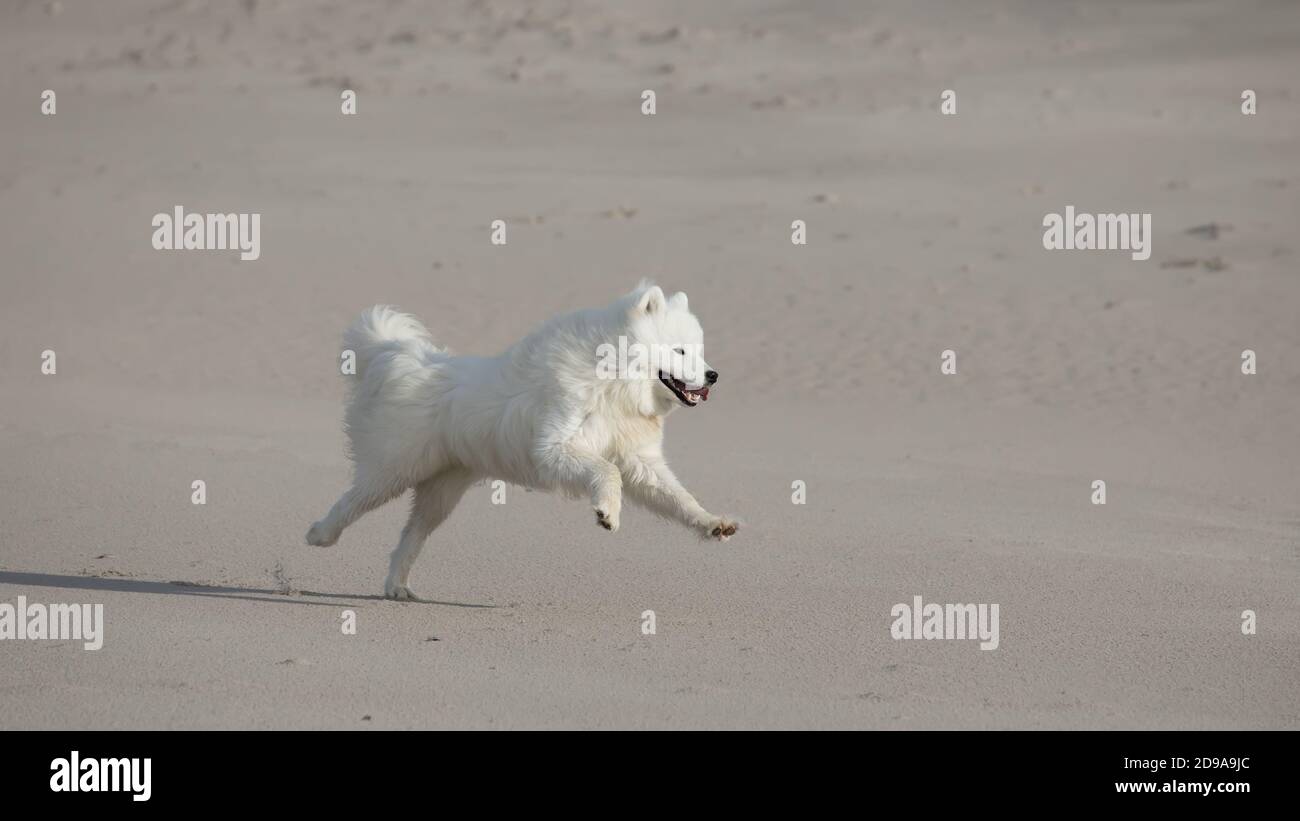 samoyed dog running on the beach Stock Photo - Alamy