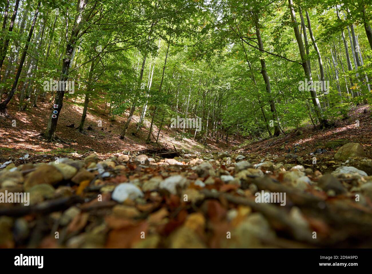 Beech forest with hiking trail going through it Stock Photo - Alamy