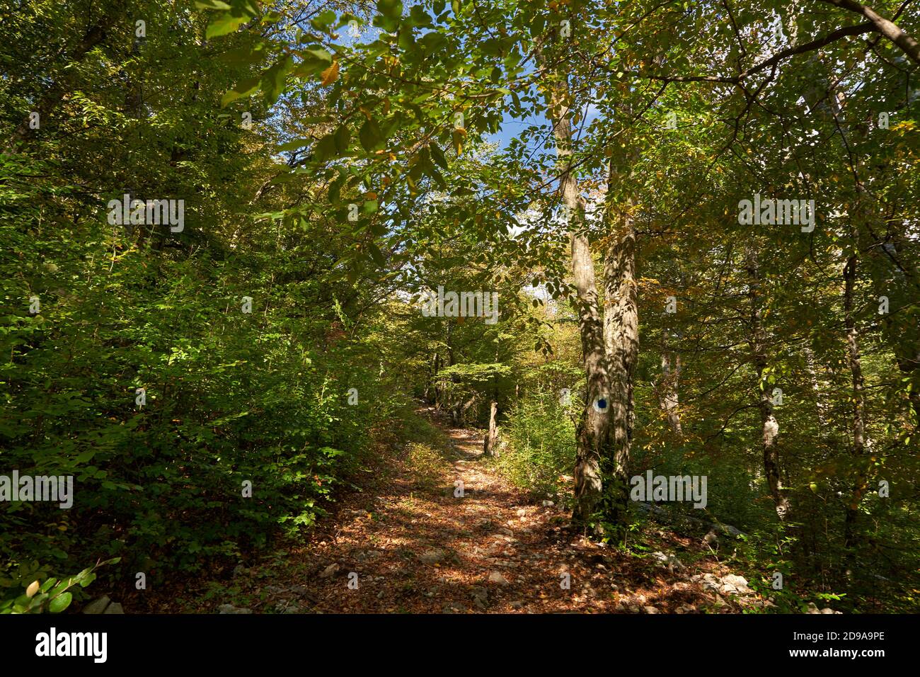 Beech forest with hiking trail going through it Stock Photo - Alamy