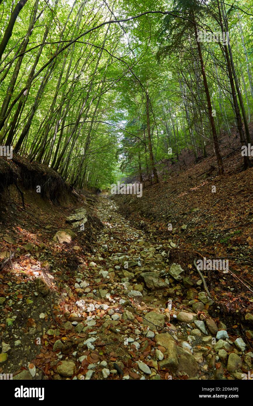 Beech forest with hiking trail going through it Stock Photo - Alamy