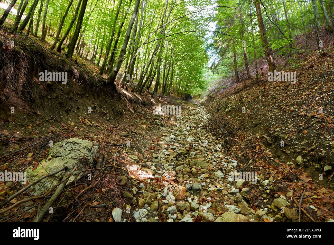 Beech forest with hiking trail going through it Stock Photo - Alamy