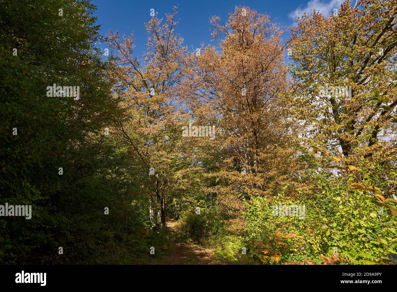 Beech forest with hiking trail going through it Stock Photo - Alamy