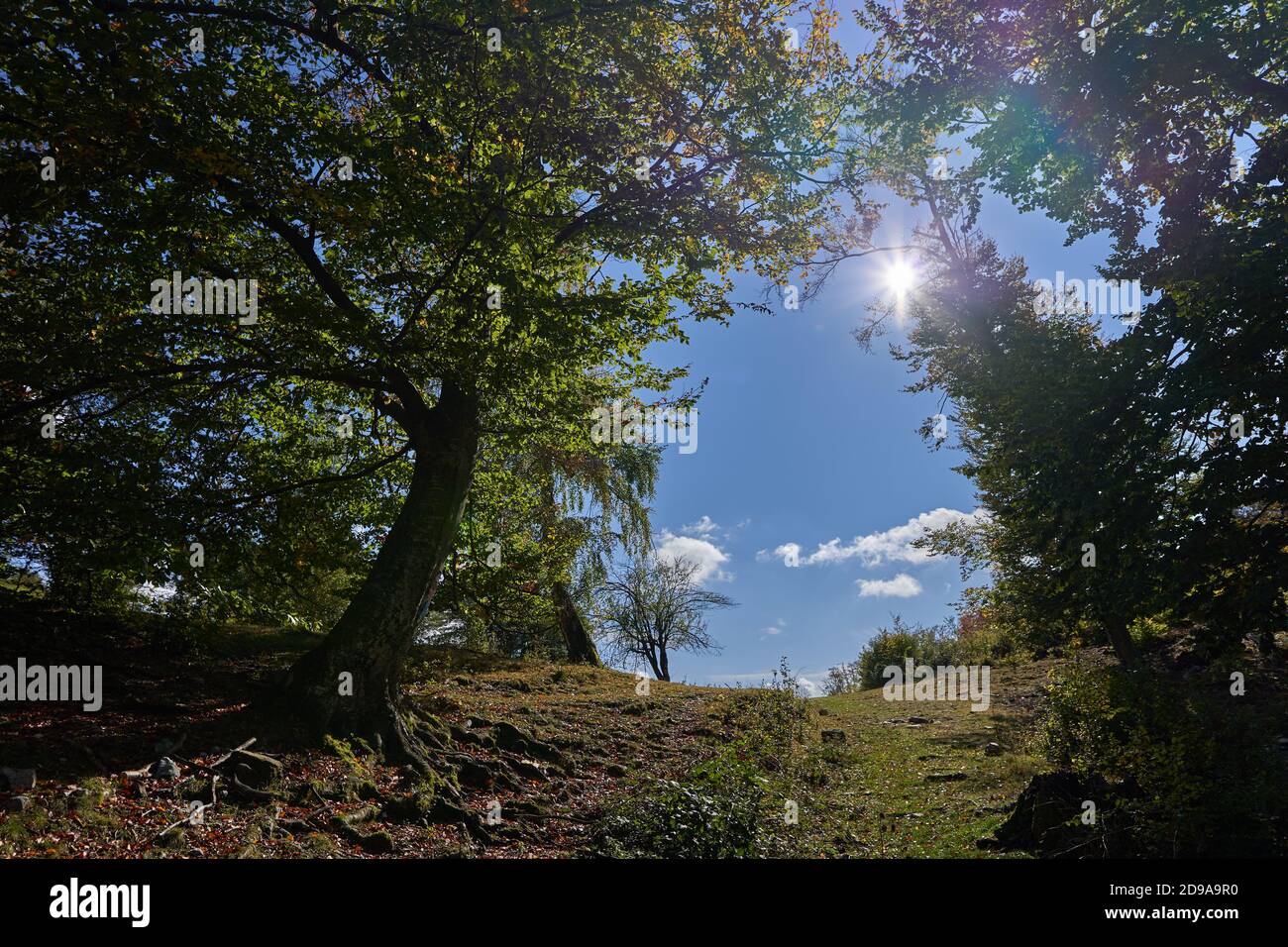 Beech forest with hiking trail going through it Stock Photo - Alamy