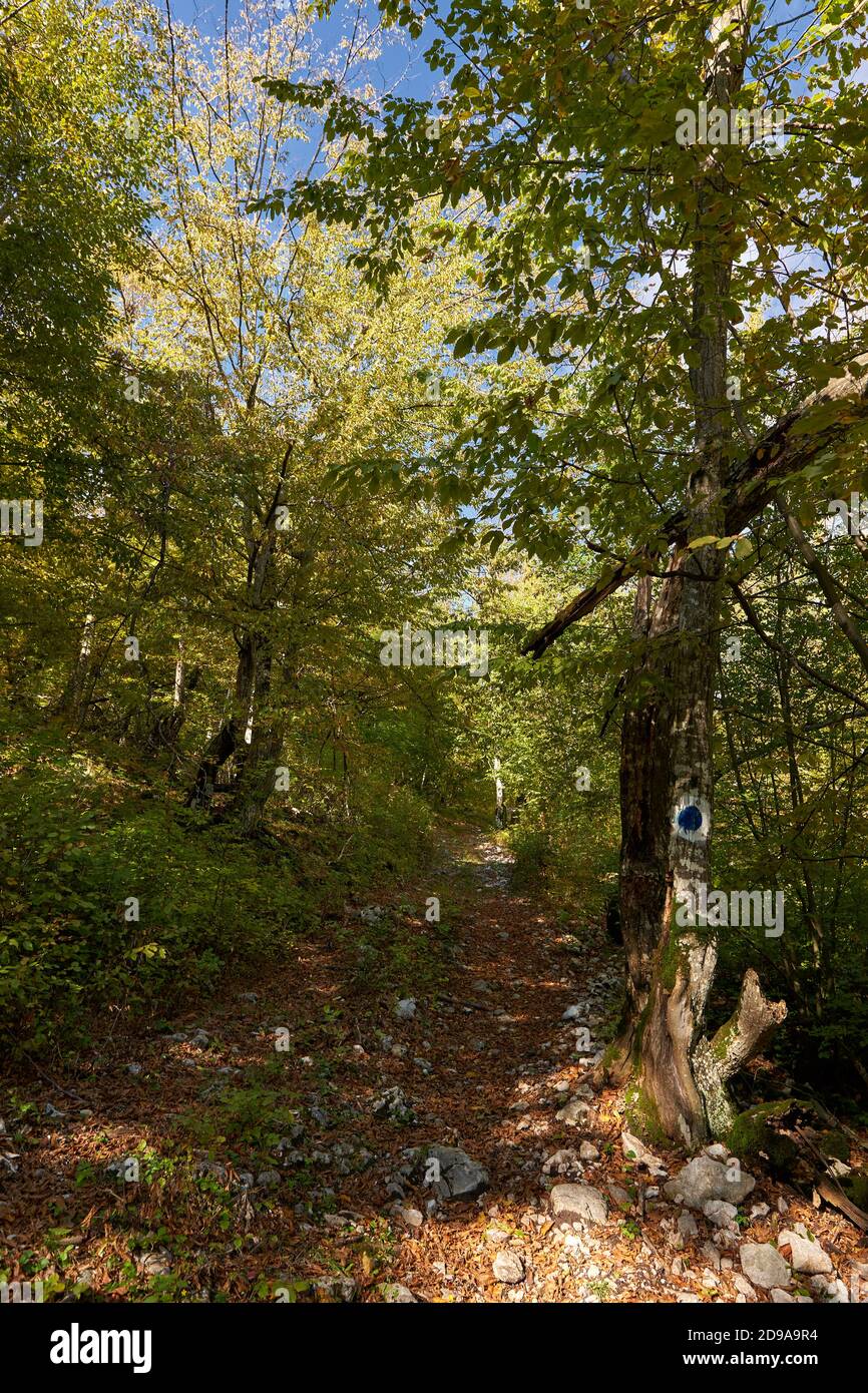 Beech forest with hiking trail going through it Stock Photo - Alamy