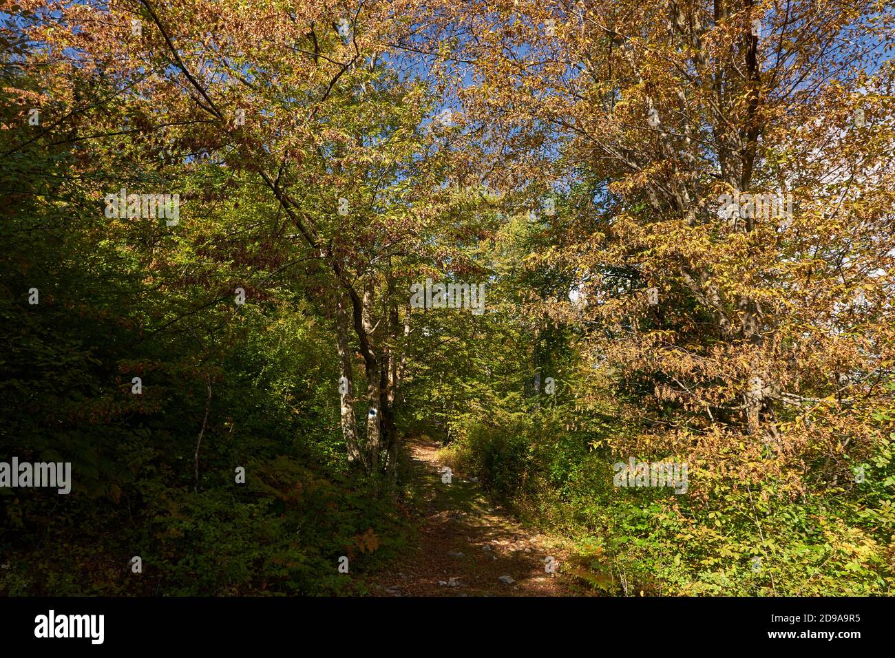 Beech forest with hiking trail going through it Stock Photo - Alamy