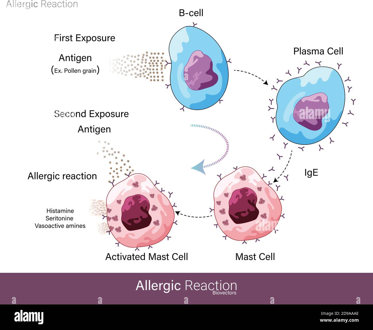 Allergic Reaction Mechanism