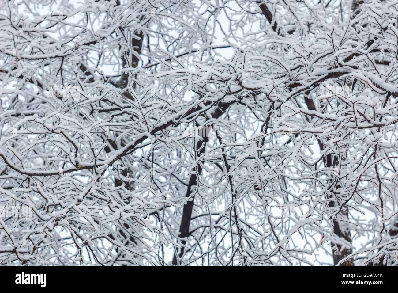 Photo of trees with branches under the snow in winter Stock Photo - Alamy