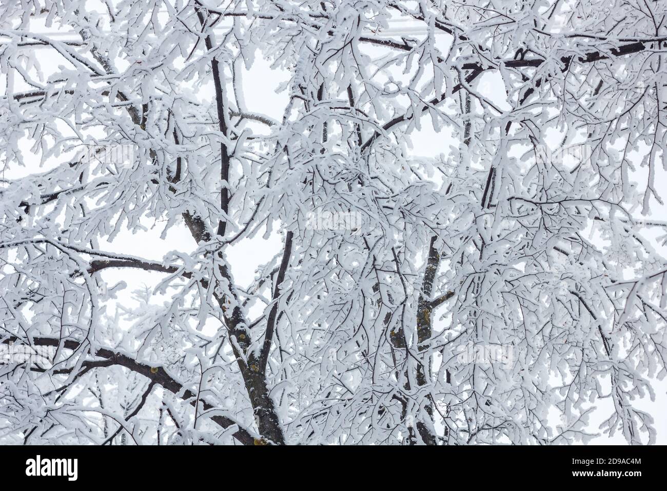 Photo of tree with branches under the snow in winter Stock Photo - Alamy