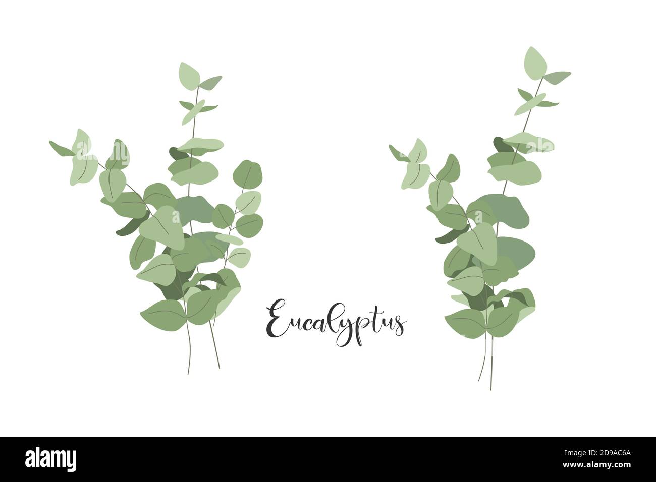 Set of isolated bouquets of eucalyptus. Vector Stock Vector Image & Art ...
