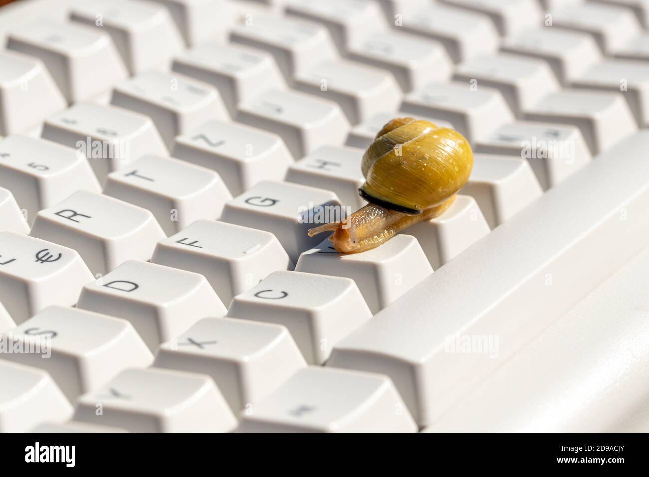 Internet Snail High Resolution Stock Photography and Images - Alamy
