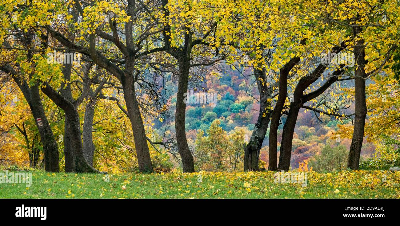 Collection of Beautiful Colorful Autumn trees Stock Photo - Alamy