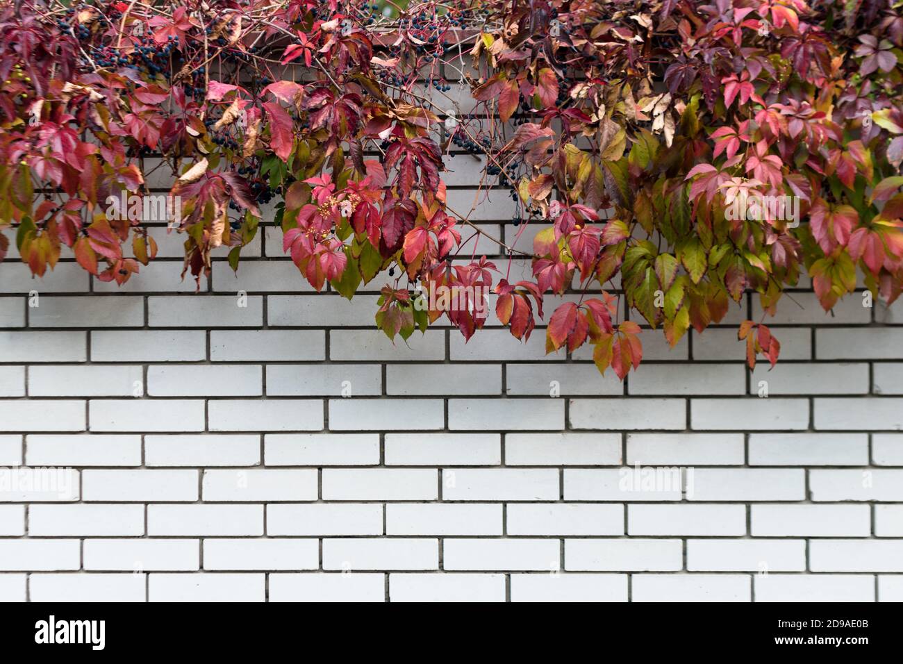 Autunm leaf hi-res stock photography and images - Alamy