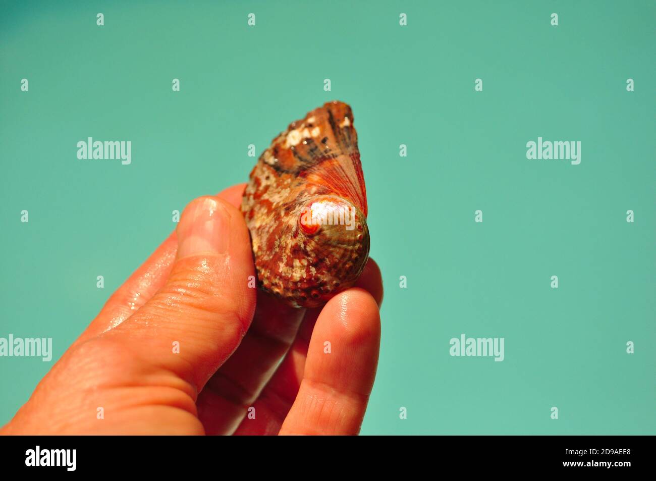A hand holding mother of pearl shell against the blue background ...