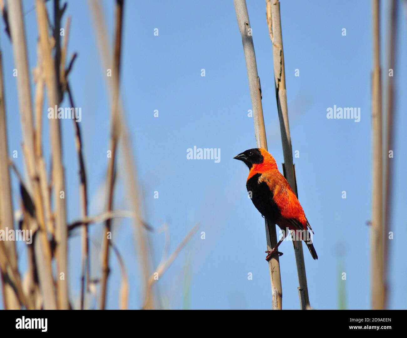 The reeds pretoria hi-res stock photography and images - Alamy