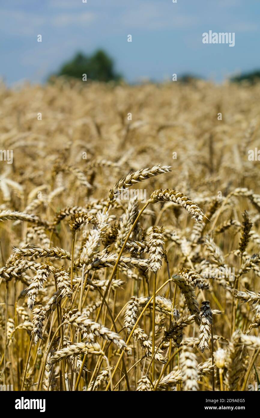 Wheat husks hi-res stock photography and images - Alamy