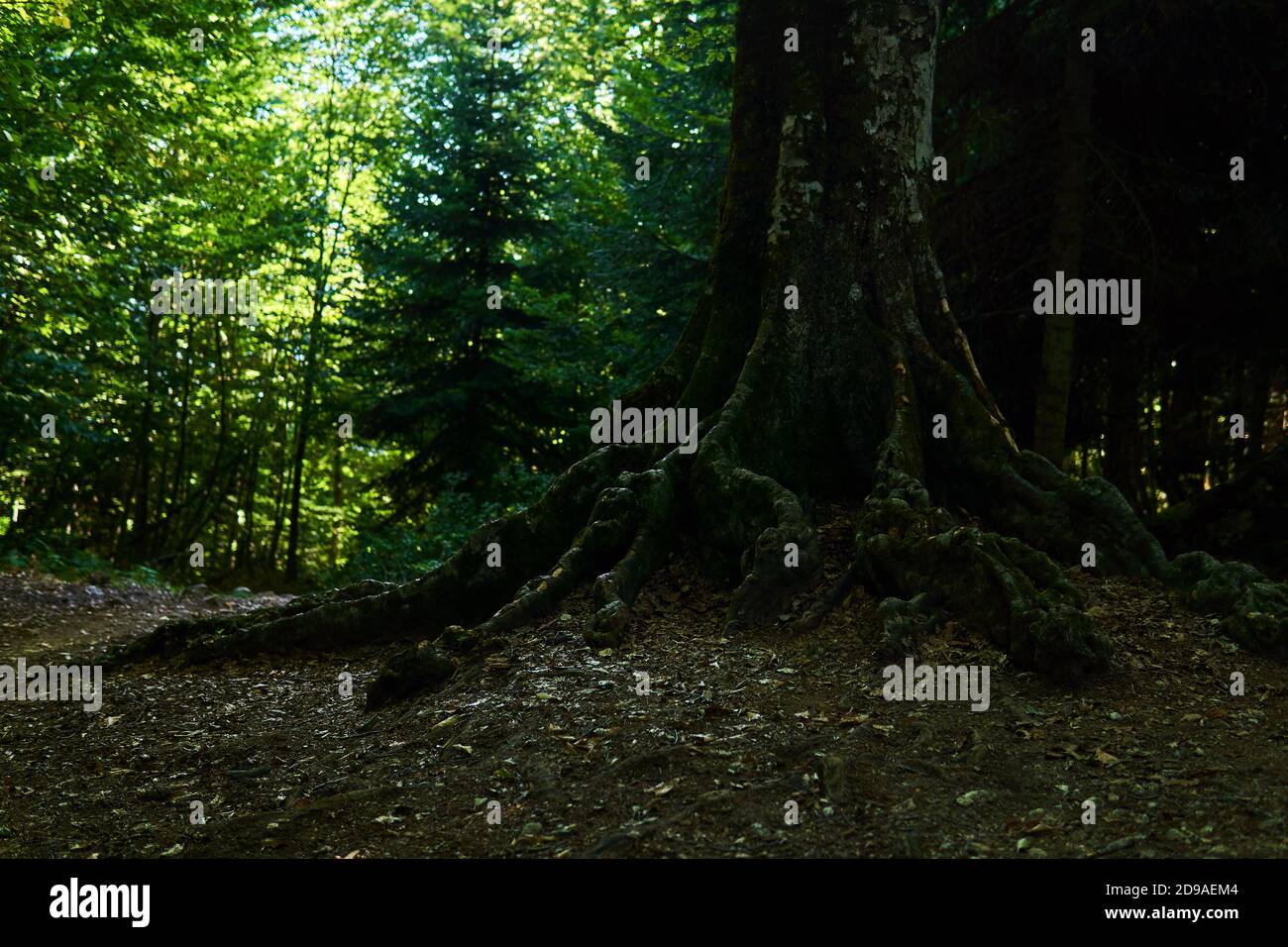 roots of old beech tree growing along a mountain path in shady forest ...