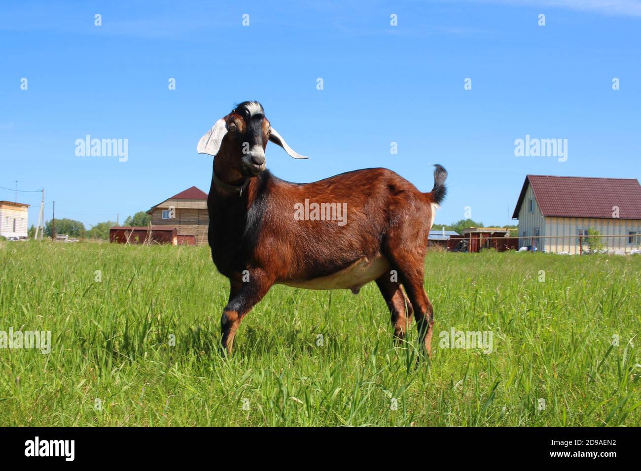 Long eared goat hi-res stock photography and images - Alamy